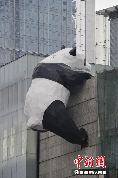 成都大熊猫爬楼 憨态可掬萌翻众人
