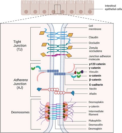 Adherens Junction Aj Protein Interactions In The Nucleus Many Aj