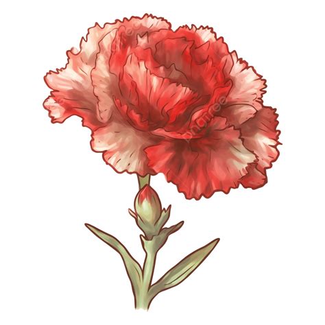 카네이션 레드 핑크와 화이트 패턴 카네이션 무늬 패턴 Png 일러스트 및 이미지 에 대한 무료 다운로드 Pngtree