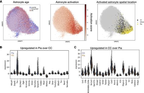 Molecular And Spatial Signatures Of Mouse Brain Aging At Single Cell Resolution Cell