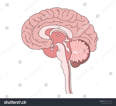 2 413 Cross Section Of Brain Images Stock Photos Vectors Shutterstock