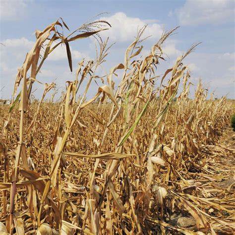 Managing The Uncertainty Of 23 Crop Margins