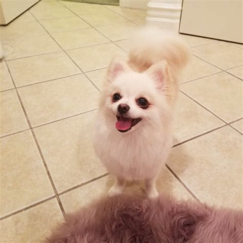 What Breed Of Dog Is Temmie Rlilypichu