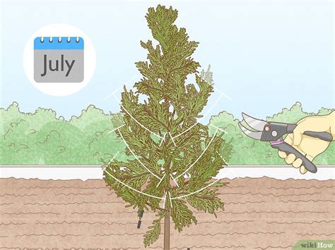 Prune A Leyland Cypress For Fast Height And Thick Growth