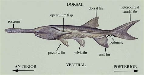 American Paddlefish Alchetron The Free Social Encyclopedia