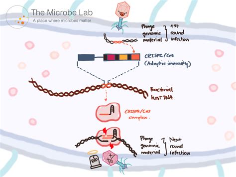 “คริสเปอร์ แคส” Crispr Cas Clustered Regularly Interspaced Short