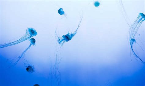 Exploring The World Of Microservices Architecture — Association Of