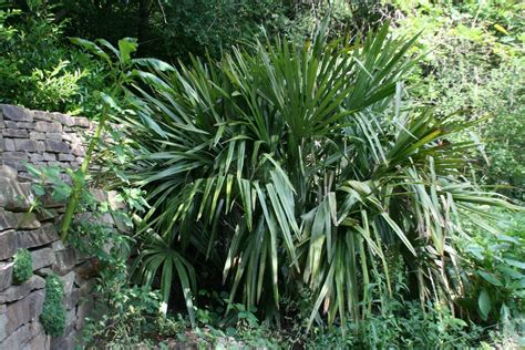 Rhapidophyllum Hystrix Tropengarten Shop
