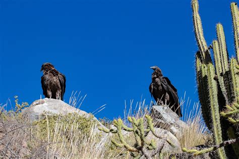 100 Free Condor And Andean Condor Images Pixabay