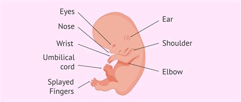 Embryo Stage At 9 Weeks Of Pregnancy