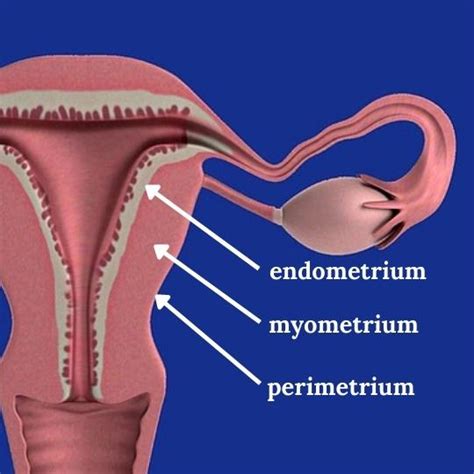 Perimetrium Of Uterus