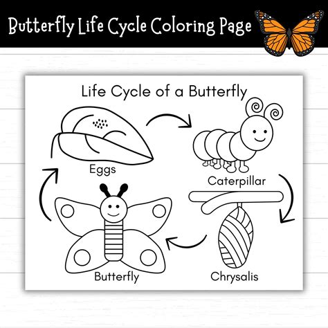 Butterfly Life Cycle Coloring Page Printable Life Cycle Of A Butterfly Activities Life Cycles