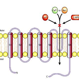 Structure Of TRP Channels Adapted From Clapham Et Al