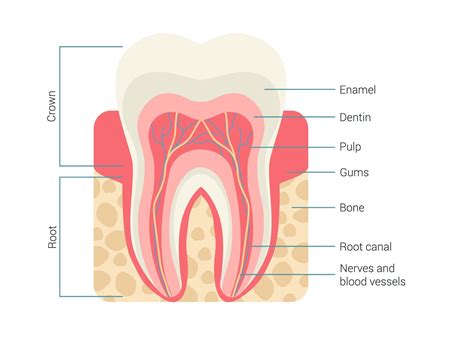 Labeled Structure Of Tooth Drawing At Scott Gerber Blog