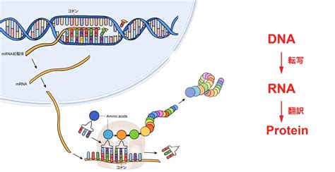 塩基配列の翻訳｜ベクタービルダー