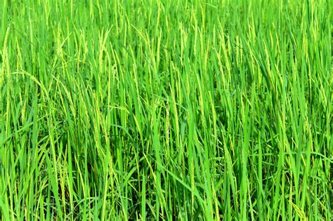 무료 이미지 쌀 녹색 농장 들 농업 집 밖의 식물 배경 식품 노랑 경치 한 지방 자연스러운 태국 아일랜드 사람 하늘 수확고 시골의 곡물