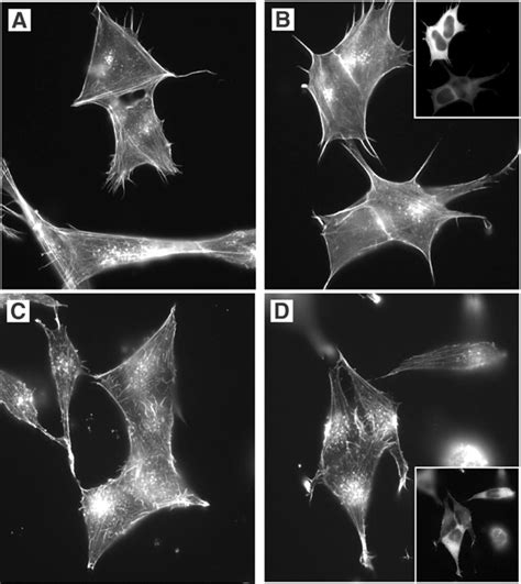 Exogenous Tm1 Expression Does Not Alter The Actin Cytoskeleton Vector
