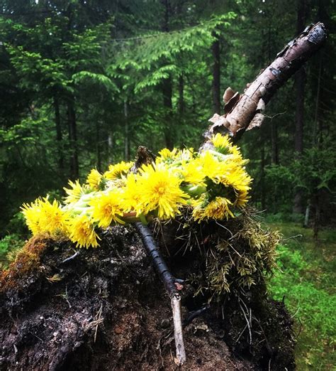След Анна Колунова Стихи ру
