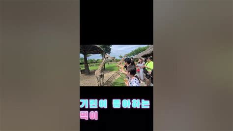 다낭에서 기린 먹이주기 체험 Shorts Youtube