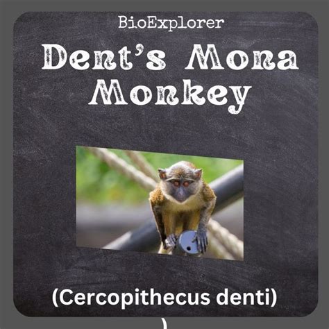 Dents Mona Monkey Characteristics Cercopithecus Denti Diet And Facts