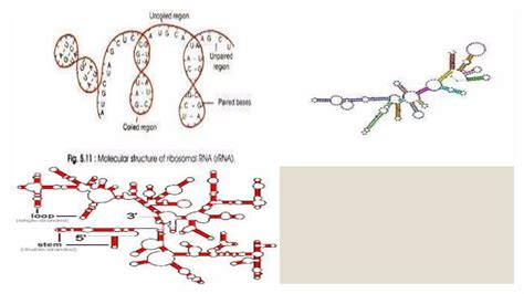 Structure And Function Of Rna Pptx