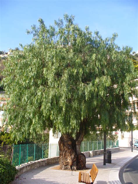 California Pepper Tree Arizona