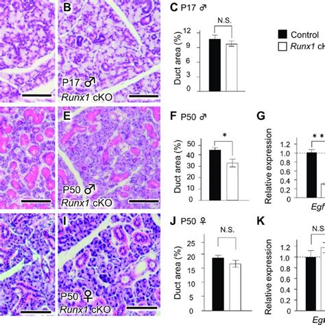 The Expression Of Runx1 In The Mouse Salivary Glands A B The Mrna
