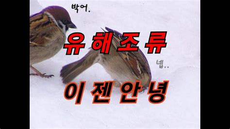 유해조류 퇴치성공 Youtube