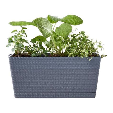 Bonnie Plants Window Combo Sage Thyme And Oregano Plants 202553
