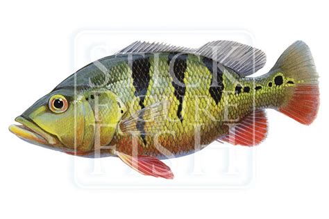 Speckled Peacock Bass Pavon Stick Figure Fish Illustration