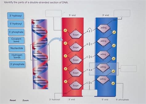 Solved Identify The Parts Of A Double Stranded Section Of