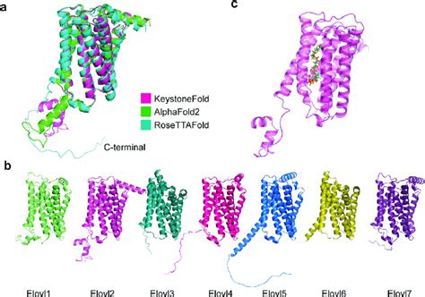 Predicted Structures Of Elovls A Alignment Of The Structures Of Elovl2 Download Scientific