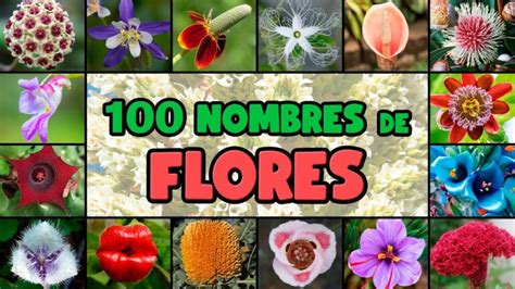 10 Nombres Exóticos Para Flores Actualizado Febrero 2026