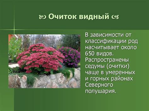Цветочно-декоративные растения - презентация онлайн