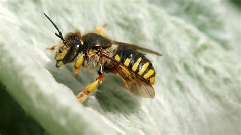 Wool Carder Bee Insect Facts Anthidium Manicatum A Z Animals