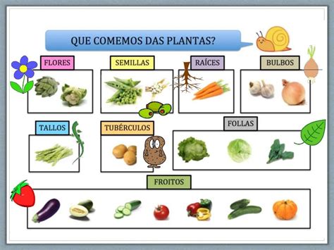 Tabla De Tipos De Bulbos De Plantas Que Comemos Tabla De Tipos De Bulbos De Plantas Que Comemos