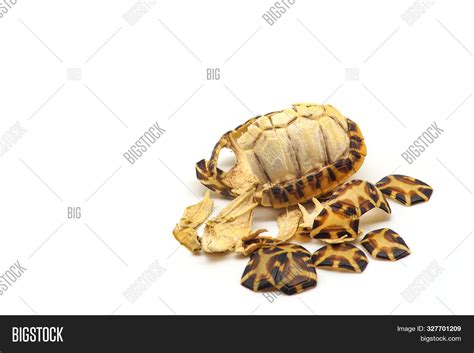 Turtle With Broken Shell