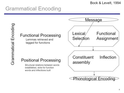 Week 8 Sentence Production Flashcards Quizlet
