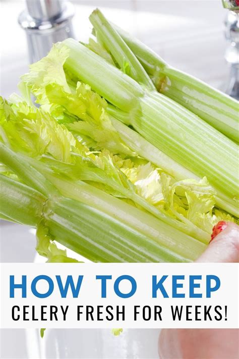 How To Keep Celery Fresh In 2025 Celery Celery Rib Fresh