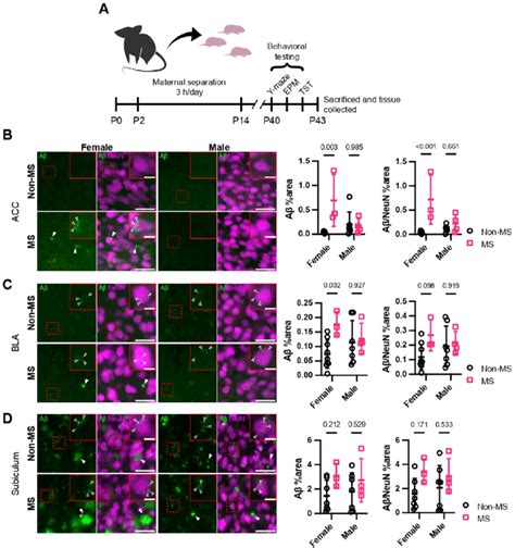 Maternal Separation Exacerbates Amyloid β Pathology In Female Download Scientific Diagram