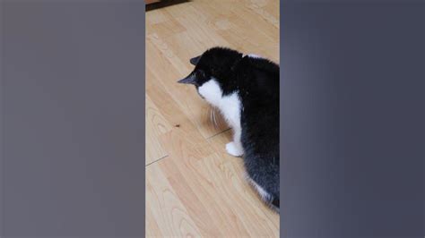 고양이는 해충박멸가 턱시도 코숏 고양이 행복이 수컷 4세한테 잘못걸린 거미의 최후 오늘도 우리집은 해충걱정 끝 Youtube