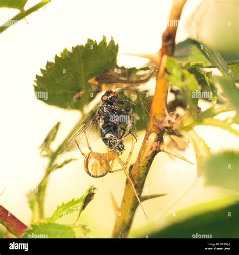 Cobweb Spider Eating Fly Stock Photo Alamy