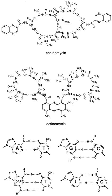 Structures Of Actinomycin D Echinomycin And The Unnatural Base Pairs