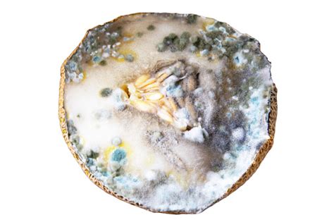 멜론에 파란색과 검은 색 금형 버릇없는 음식 유독 한 과일 0명에 대한 스톡 사진 및 기타 이미지 0명 개념 건강에 좋지 않은 음식 Istock