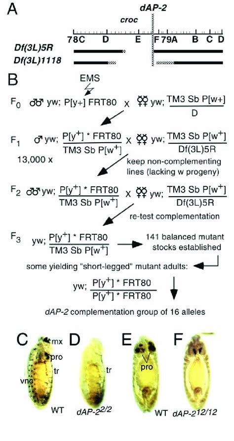 Ems Mutagenesis Scheme To Isolate Lethal Mutant Alleles Of Dap 2 A Download Scientific