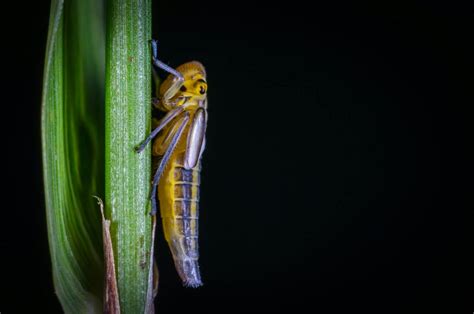 The Value Of Insect Monitoring In Modern Agriculture Farmsense