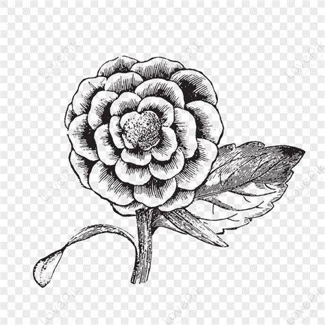 흑백 일러스트 선화 식물 꽃 잎선 그리기과일 Png 일러스트 무료 다운로드 Lovepik