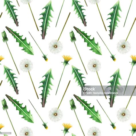 민들레 꽃과 녹색 잎이 있는 수채화 원활한 패턴 하얀 고립된 배경에 클립아트 식물 초원 그림을 손으로 그린다 디자이너 장식 엽서 포장지 스크랩북 표지 초대장 웨딩 데 개체