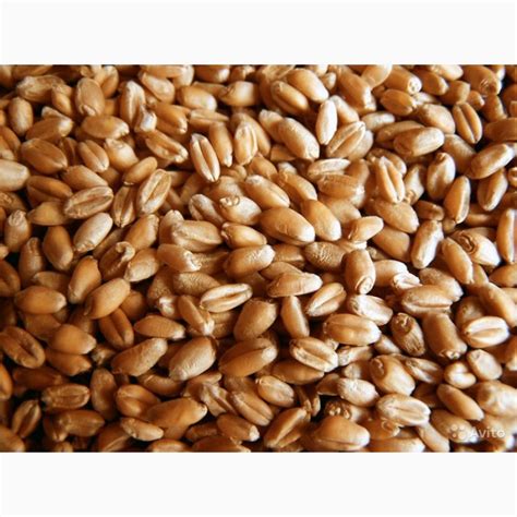 Продам семена озимой пшеницы купить семена озимой пшеницы Краснодар