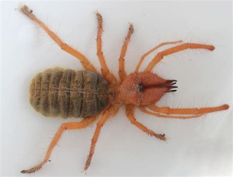 Solifugae Alchetron The Free Social Encyclopedia